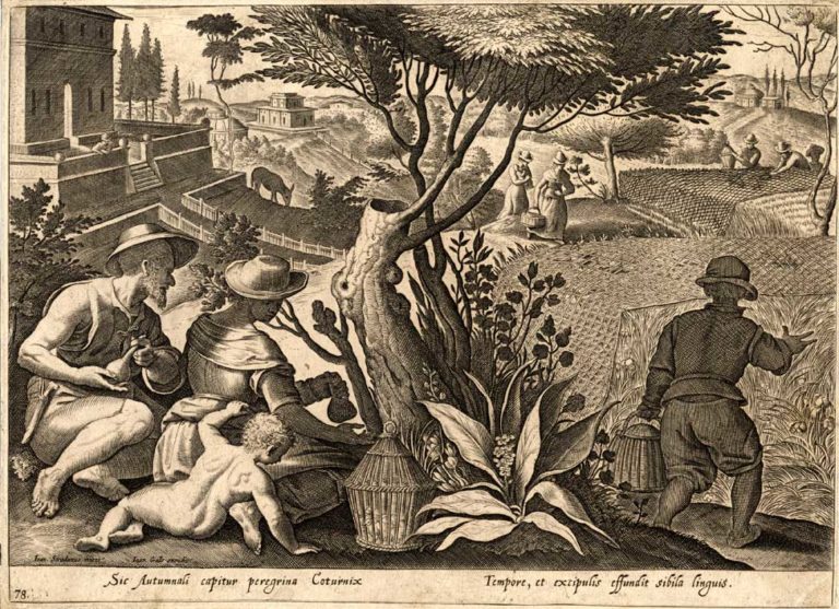 Caille des blés - La caille des blés et sa chasse